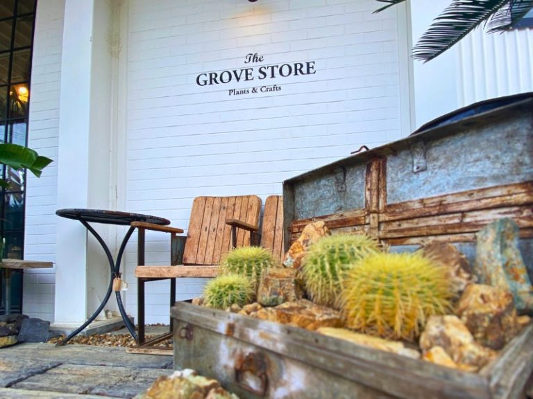 島田市で楽しむ植物とインテリア：THE GROVE STORE "HOME" | みてご 島田市地域情報メディア